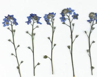 Pressed Flowersblue White Dried Pressed lavender Preserved - Etsy
