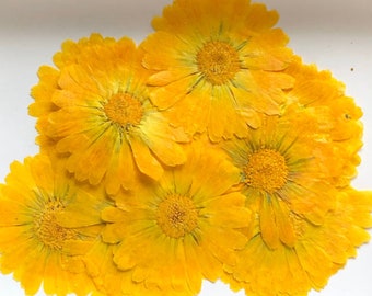 Pressed Flowers,yellow Pressed Flowers 100 Pcs,dried Pressed Flowers ...