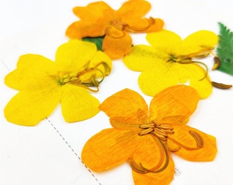 Pressed Flowers Sunflower5 Pcs/packpressed Flowers Large - Etsy