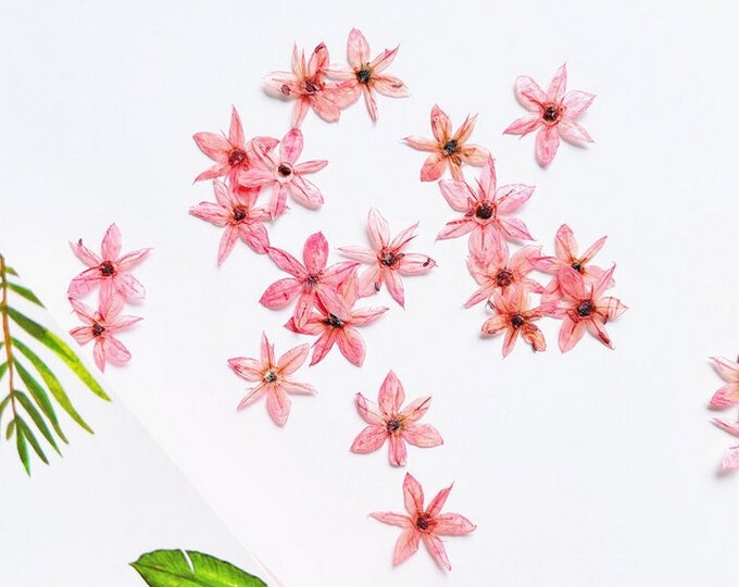 12 Pcs/pack Pressed Flowers Big Pink Hydrangea Real Pressed - Etsy