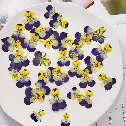 Pressed Flowers12 Pcs/pack Pink Sakurapressed Dry - Etsy