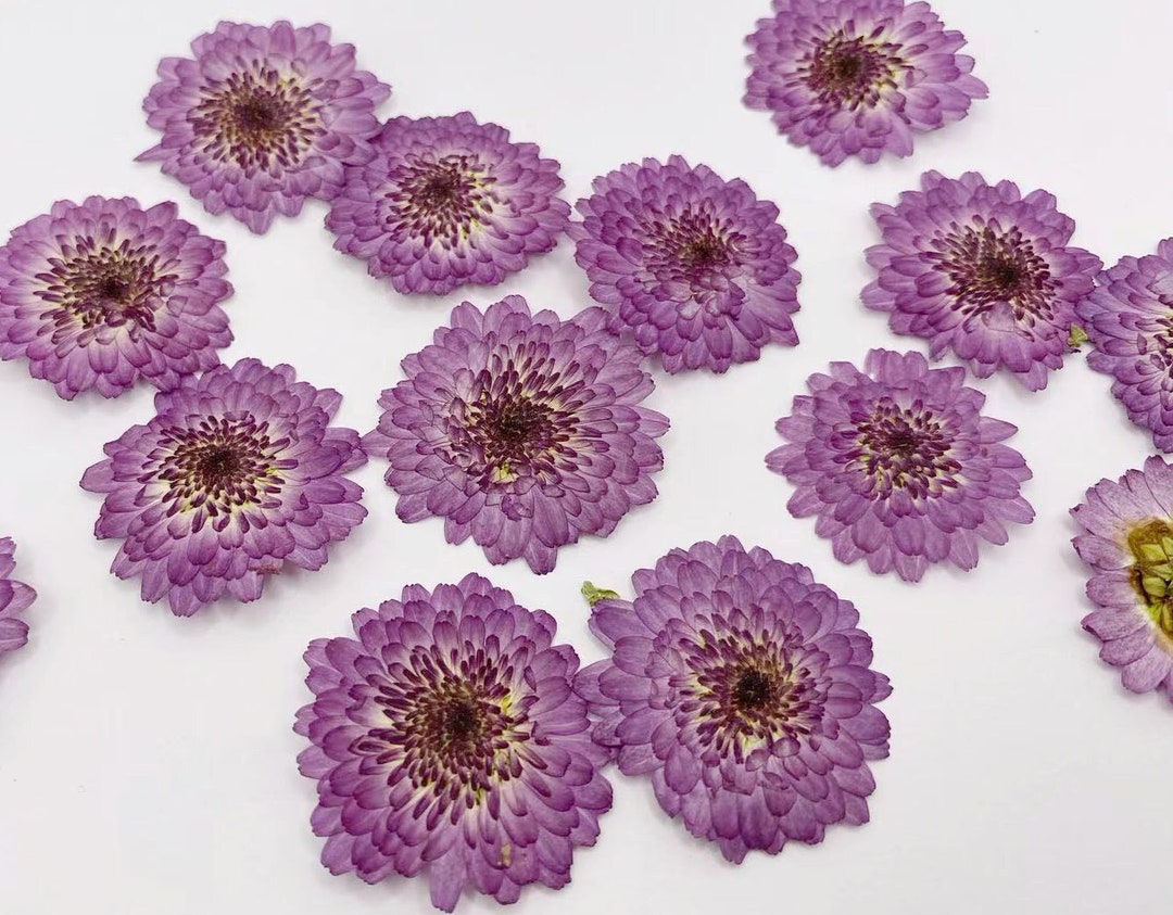 12 Pcs Pressed Flowers,purple Chrysanthemum Real Pressed Dry Flowers ...