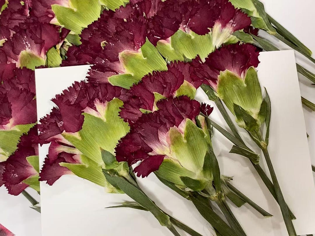 Wine Red Carnation Pressed Flowers Stems,6 Pcs/pack,pressed Dried ...