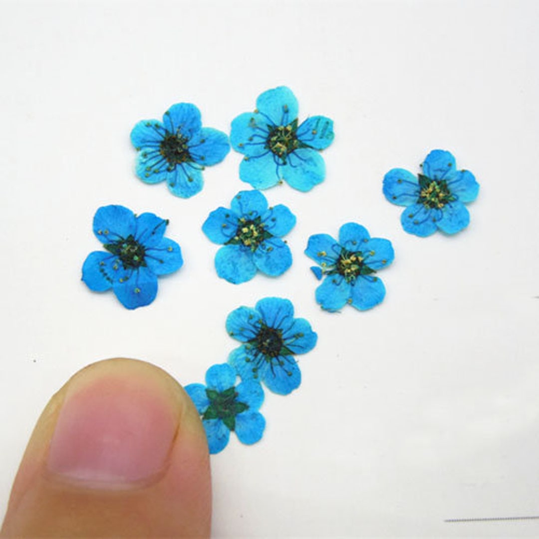 Pressed Flowers,blue Pressed Flowers 20 Pcs/pack,small Blue Dry Flowers ...