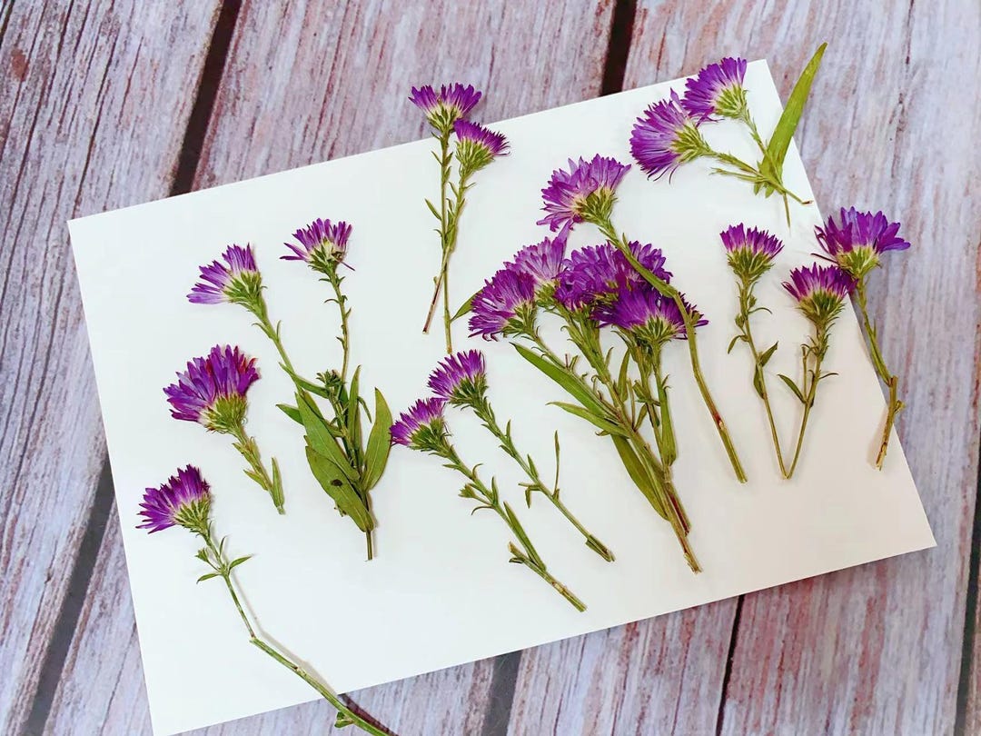 Pressed Flowers,purple Dried Pressed New York Aster,flowers 6 Pcs/pack ...