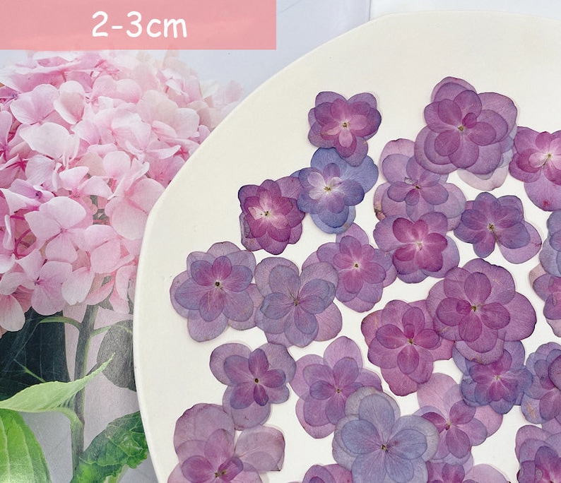 Pressed Flowers,pink Purple Dried Pressed Hydrangea Flowers 6 Pcs/pack ...