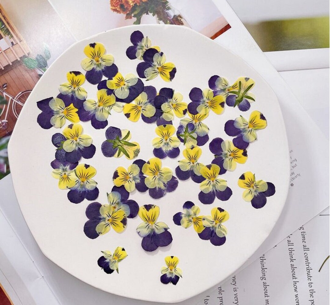 Pressed Flowers12 Pcs/pack,pressed Flowers,purple Yellow Violets,dry ...
