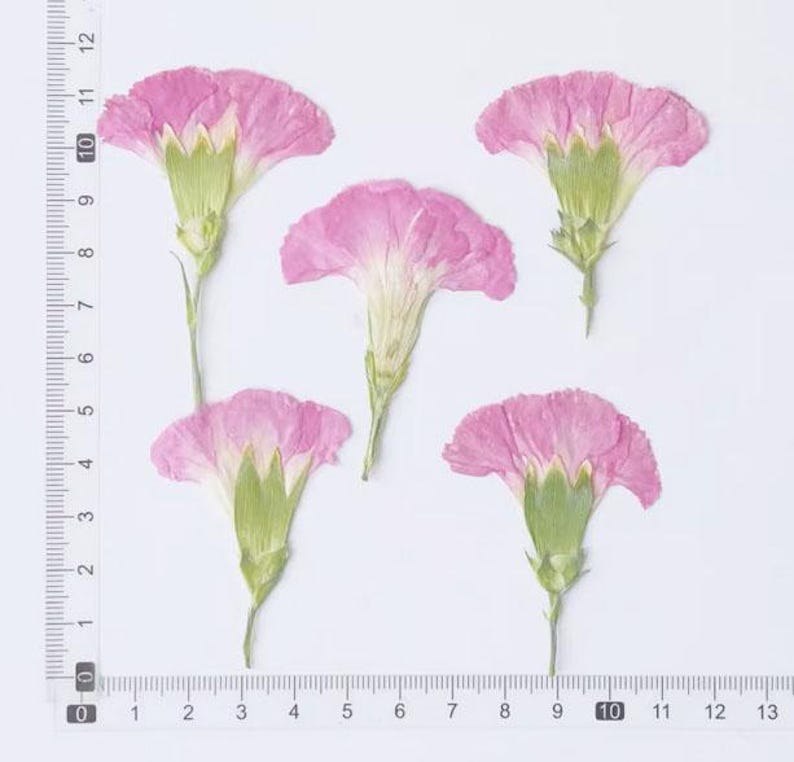 Pink Carnation Pressed Flowers,6 Pcs/pack,pressed Flowers,pink Dried ...