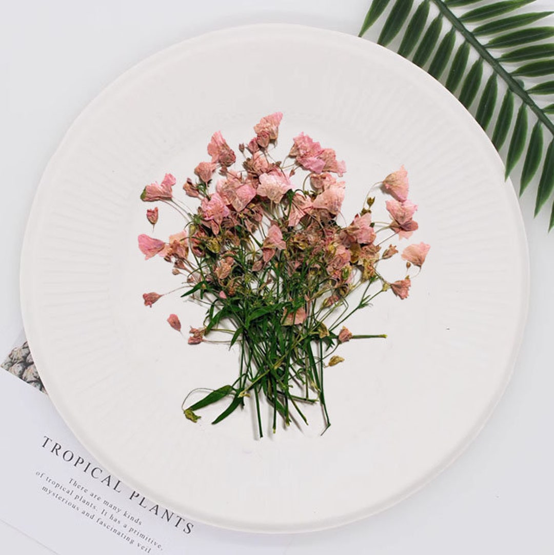 Pink Pressed Flowers,8 Pcs/pack,pressed Flowers,pink Dried Flower Stems ...