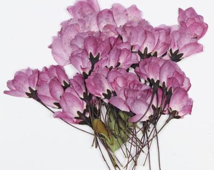 Pressed Flowers6 Pcs/pack Pink Plum Blossom Real Pressed Dry - Etsy