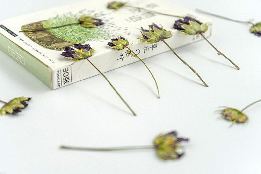 Pressed Flowers,purple Gesang Flower Bud,6 Pcs/pack, Real Pressed Dry ...