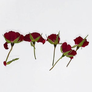 Pressed Flowers,red Rose Pressed Flowers 12 Pcs/pack, Dry Flowers,red ...
