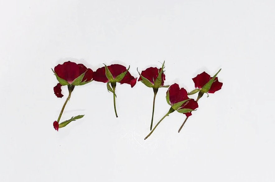 Pressed Flowersred Rose Pressed Flowers 12 Pcs/pack Dry - Etsy