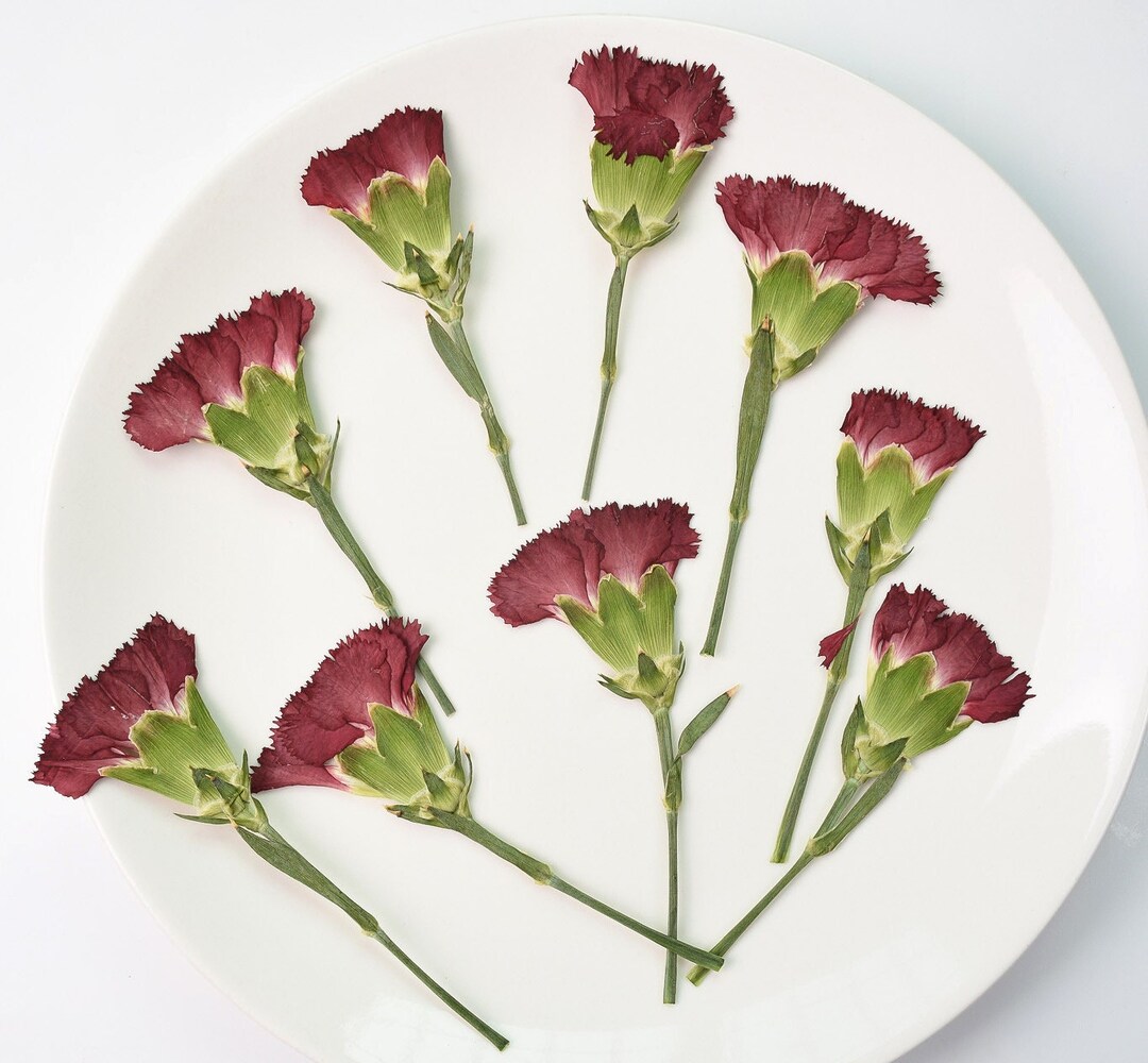 Wine Red Carnation Pressed Flowers Stems,6 Pcs/pack,pressed Dried ...