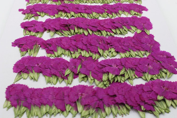 Pressed Flowers10 Pcs/packpurple Carnations Pressed Dry - Etsy