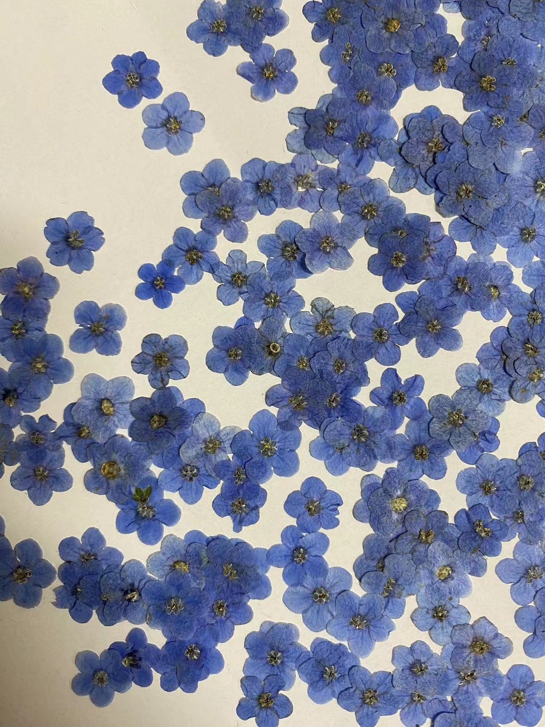 Pressed Flowers,blue Pressed Flowers,blue Small Dried Flower,20 Pcs/set ...