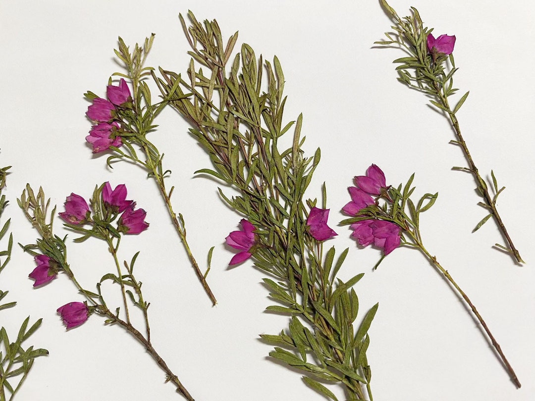 Pressed Flowers,rose Red Pressed Flowers 6 Pcs/pack,rose Red Flowers ...