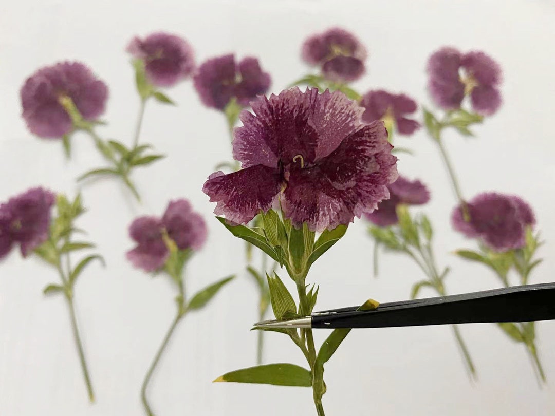 Purple Pressed Carnations: Real Dried Flowers, 8 Pcs - Etsy