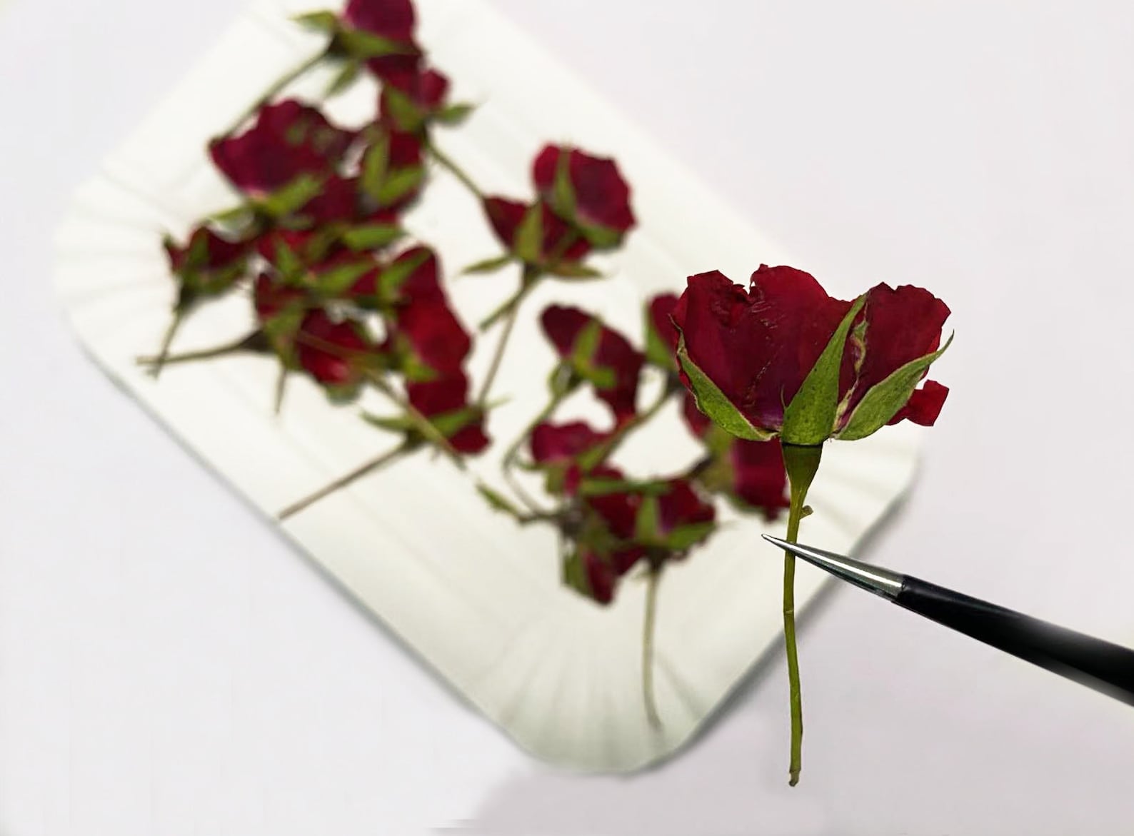 Pressed Flowersred Rose Pressed Flowers 12 Pcs/pack Dry | Etsy