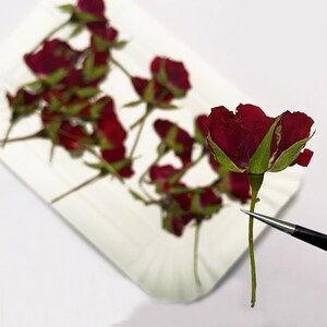 Pressed Flowers,red Rose Pressed Flowers 12 Pcs/pack, Dry Flowers,red ...