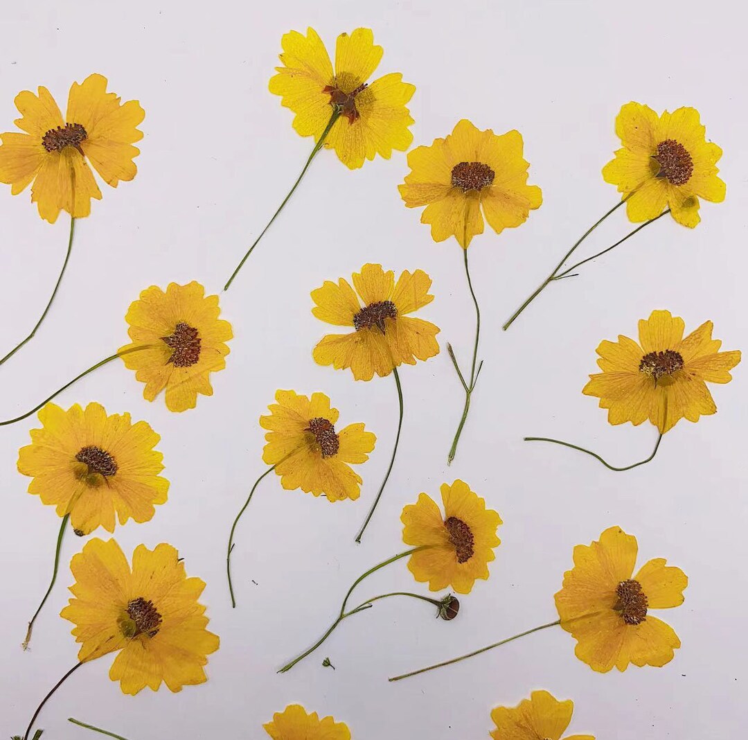 Pressed Flowers,yellow Pressed Flowers 8 Pcs/pack,yellow Coreopsis ...