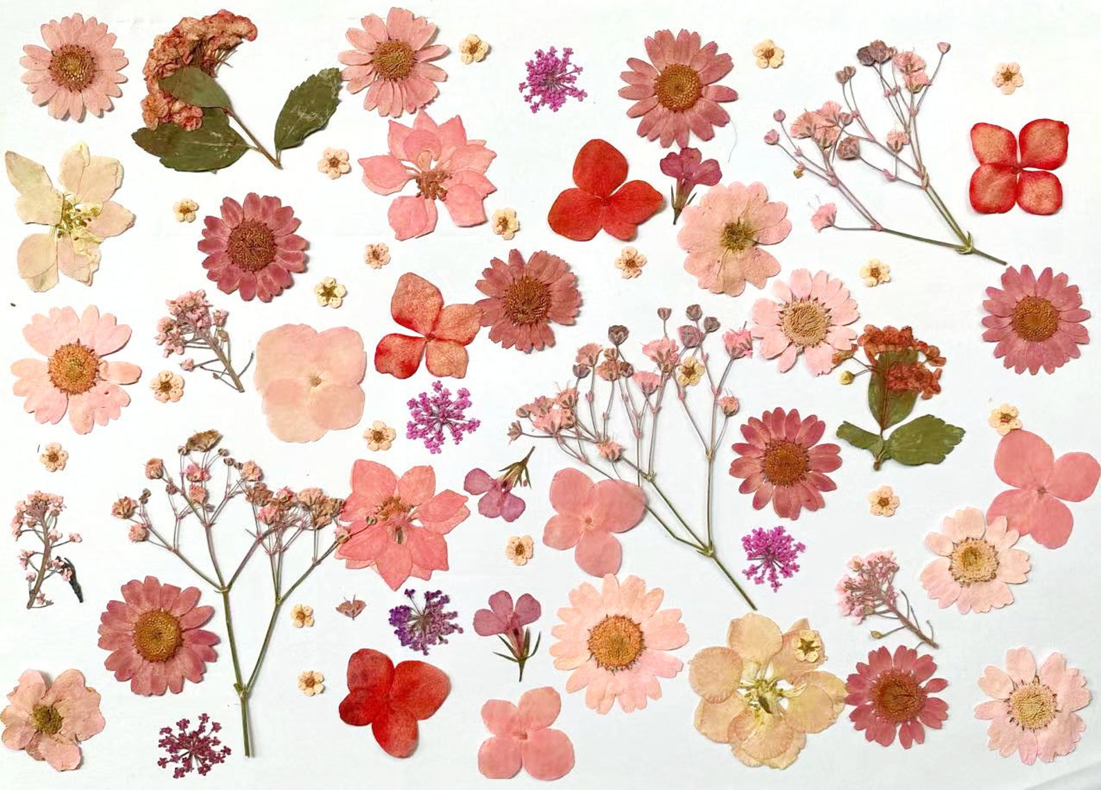 Pressed Flowers Rose Red Pressed Flowers100 PCS Set Pink - Etsy