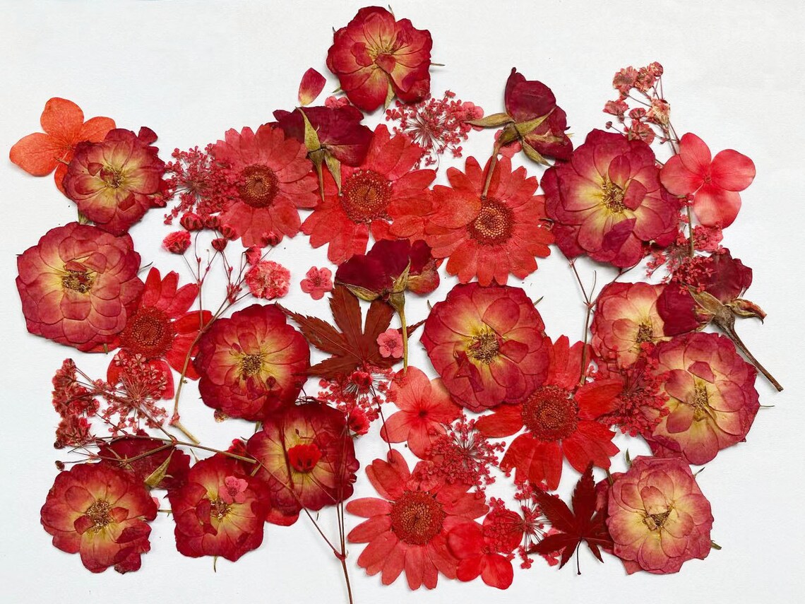 Pressed Flowers Rose Red Pressed Flowers100 PCS Set Pink | Etsy