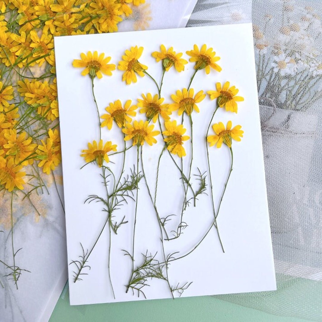 Pressed Flowers,yellow Pressed Flowers 12 Pcs/pack,dried Flower Stems ...