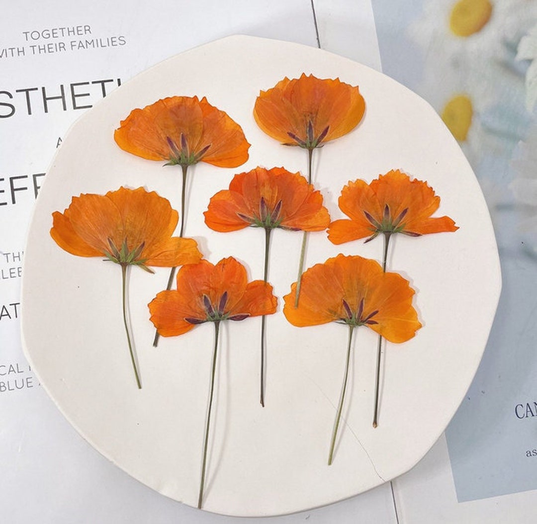 Orange Cosmos Pressed Flowers - Dried Flat Flowers (12 Pcs) - Etsy