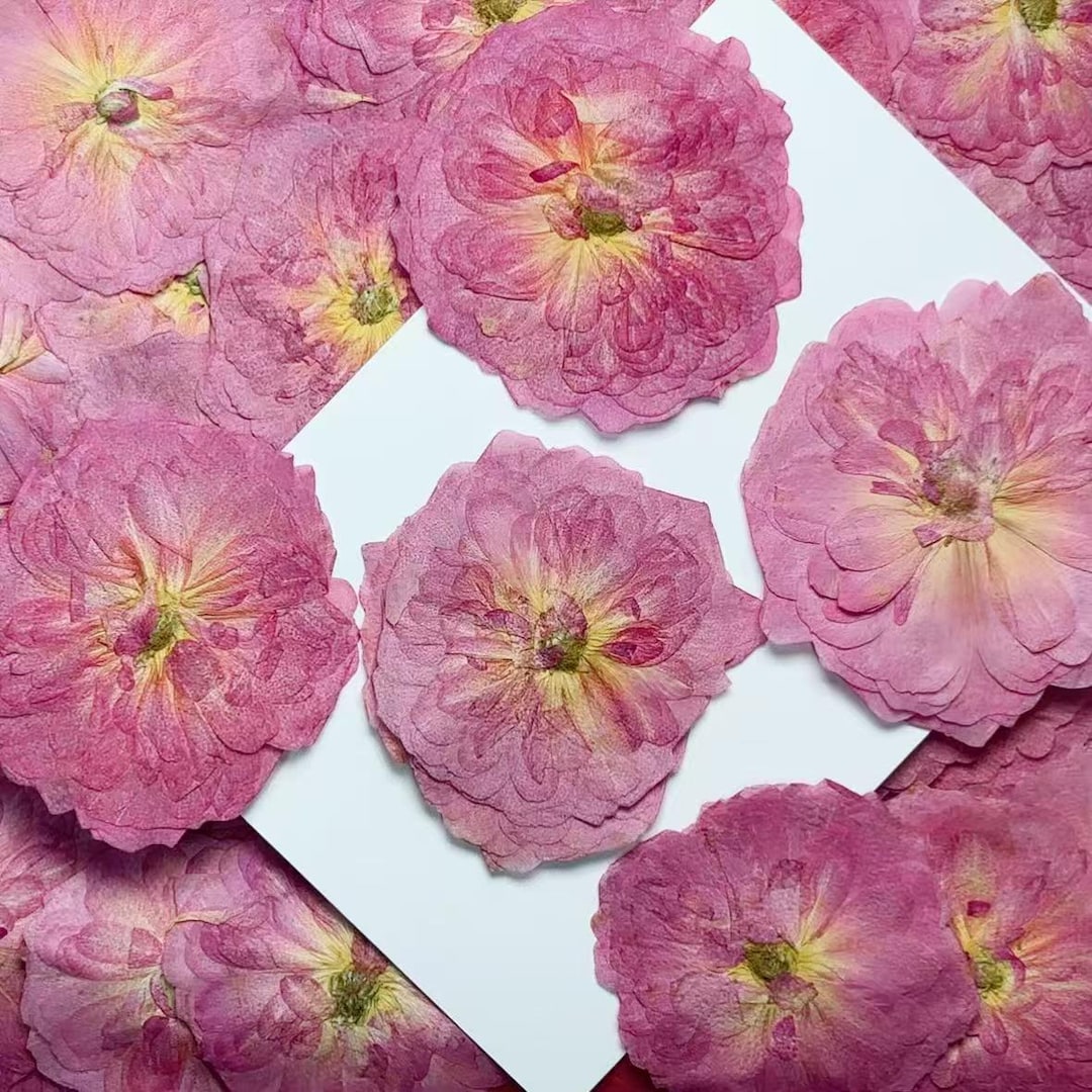 Pressed Flowers,dark Pink Pressed Flowers,6 Pcs/pack,dark Pink Rose ...