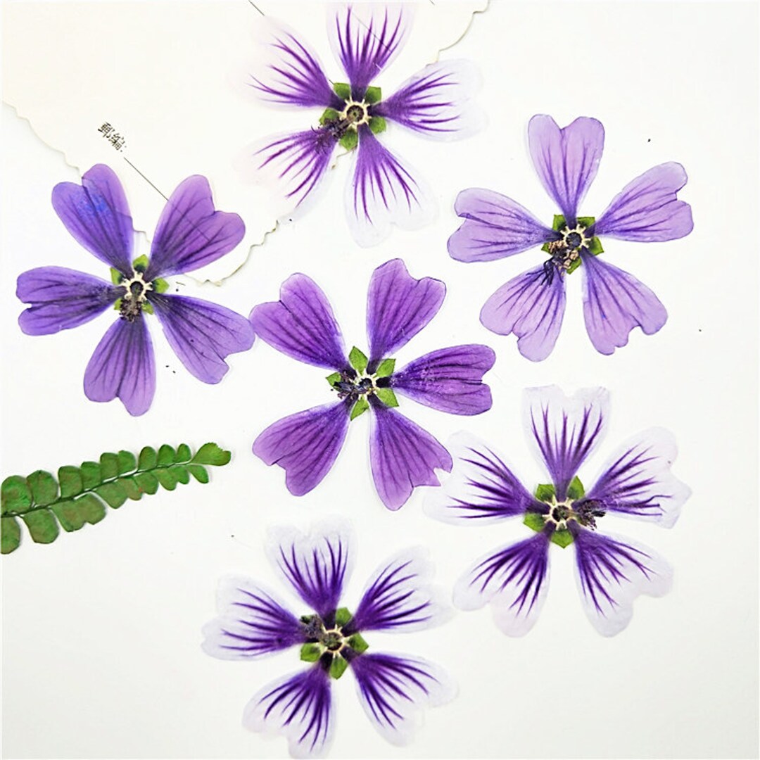 Pressed Flowers,10 Pcs/pack,purple Mallow Pressed Dry Flowers,pressed ...