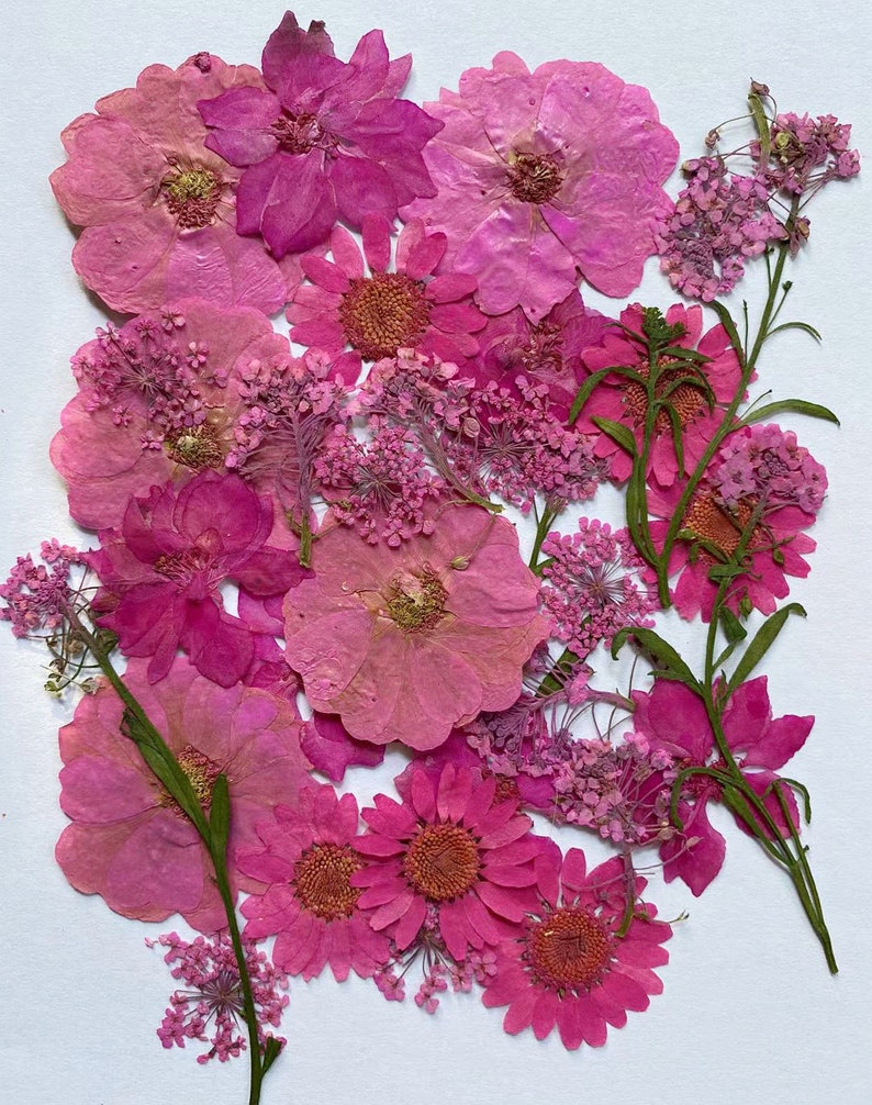 Pressed Flowers Rose Red Pressed Flowers100 PCS Set Pink - Etsy