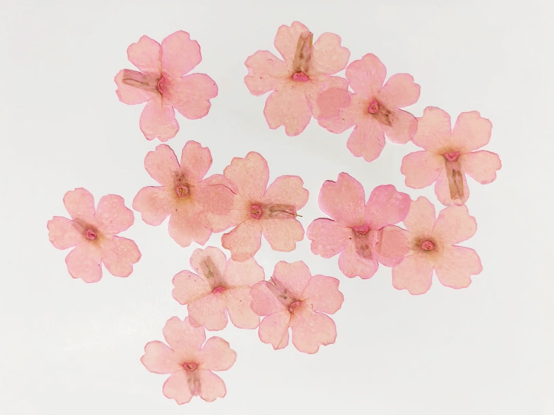 Pressed Flowers,12 Pcs/pack, Pink Verbena,pressed Dry Flowers,pressed ...
