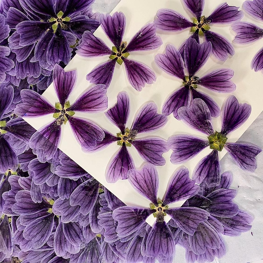 Pressed Flowers,6pcs/pack,purple Mallow Pressed Dry Flowers,pressed ...