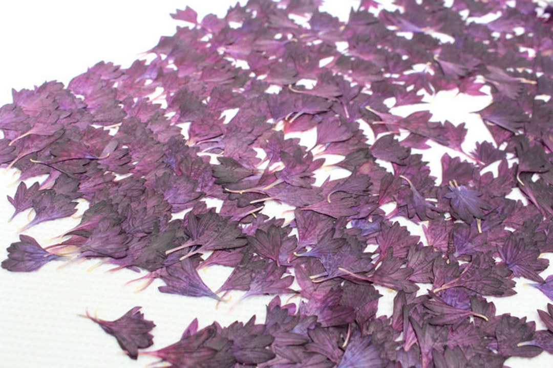 Pressed Flowers,12 Pcs/pack,dark Purple Cornflower Real Pressed Dry ...