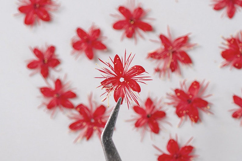 Pressed Flowers,red Pressed Flowers 12 Pcs/pack,small Red Dry Flowers ...