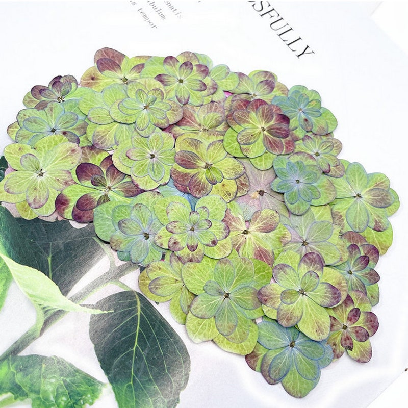 Dried Hydrangeas - Etsy