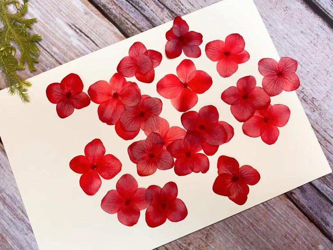 12 Pcs/pack, Pressed Flowers,red Big Hydrangea Real Pressed Dry Flowers ...