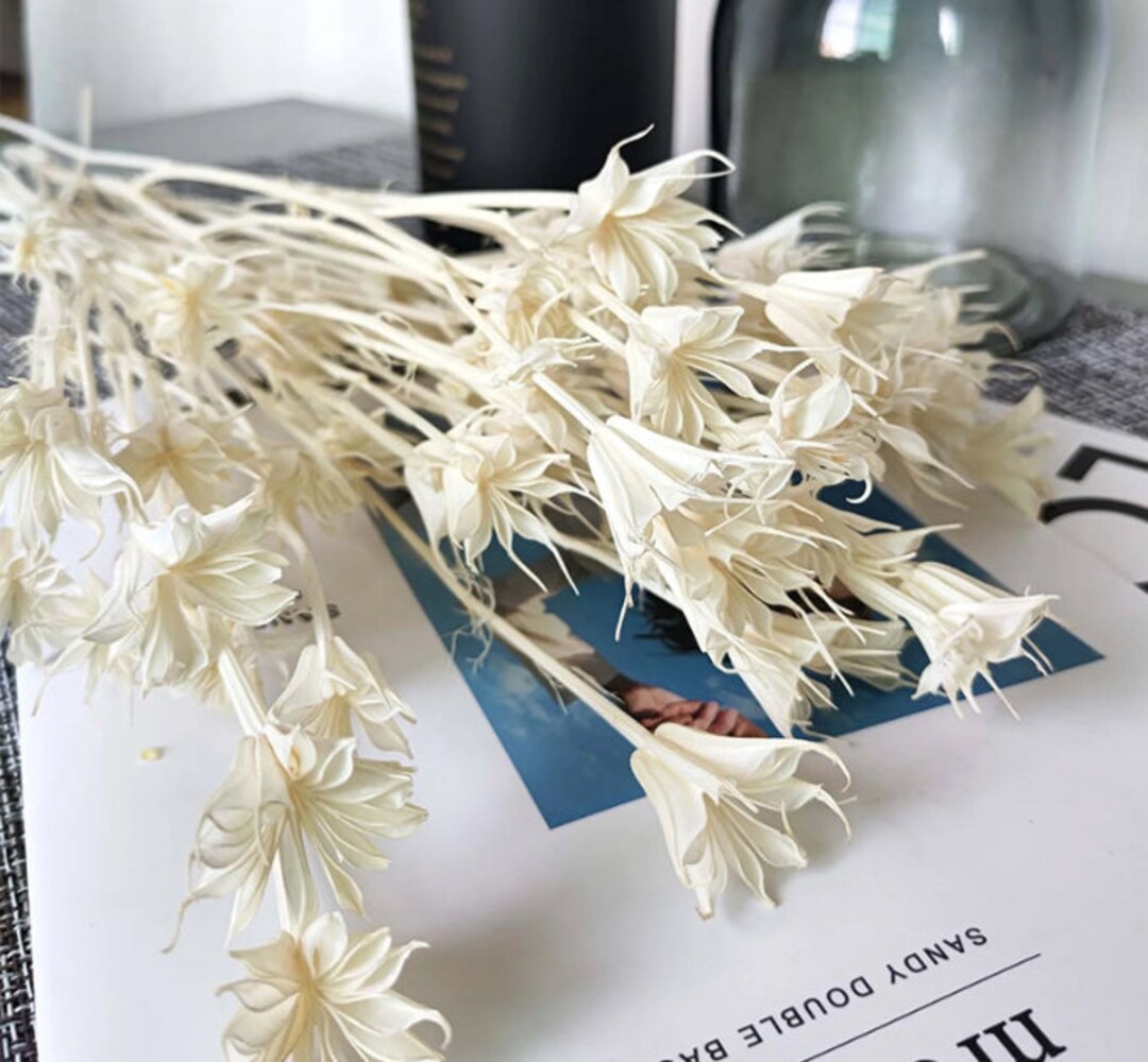 Dried Octagonal Flower Bouquet,dry White Natural Dried Flowers,diy ...