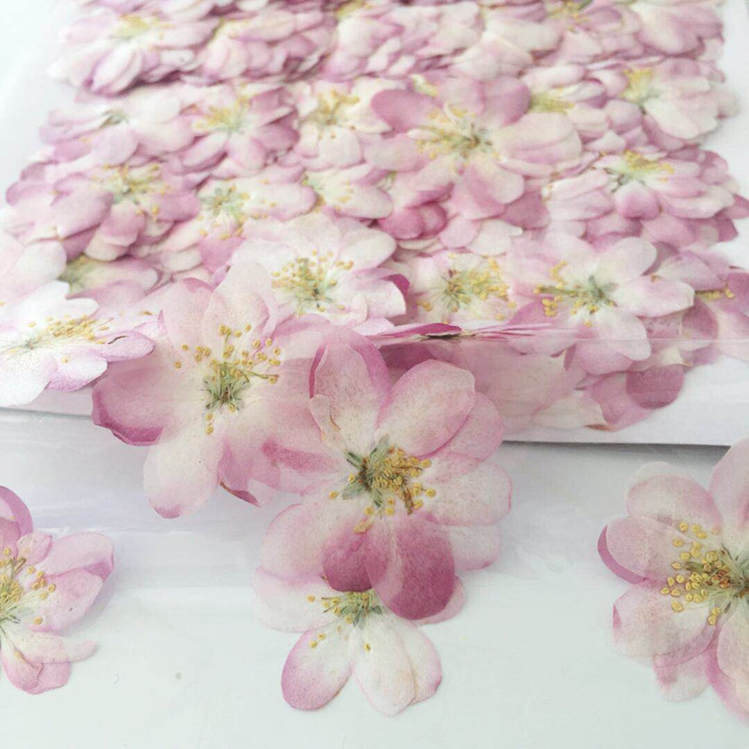 Pressed Flowers,pink Purple Dried Pressed Begonia Flowers 8 Pcs/pack ...