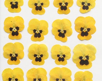 A Pack of 16 Pcs,yellow Pressed Flat Flowers,pressed Dried Assortment ...