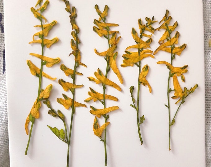 Bernary's Giant Golden Yellow Zinnia Bouquet Flower Premium Seed Packet ...