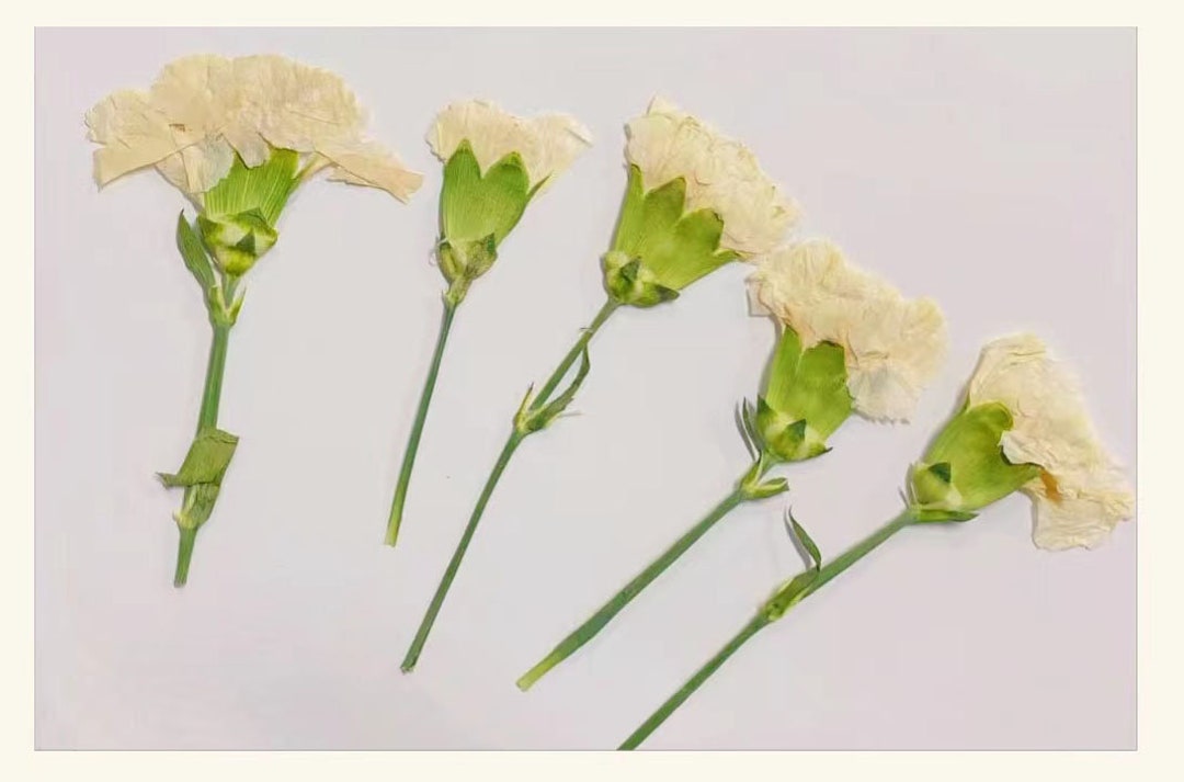 White Carnation Pressed Flowers,6 Pcs/pack,pressed Flowers,white Dried ...