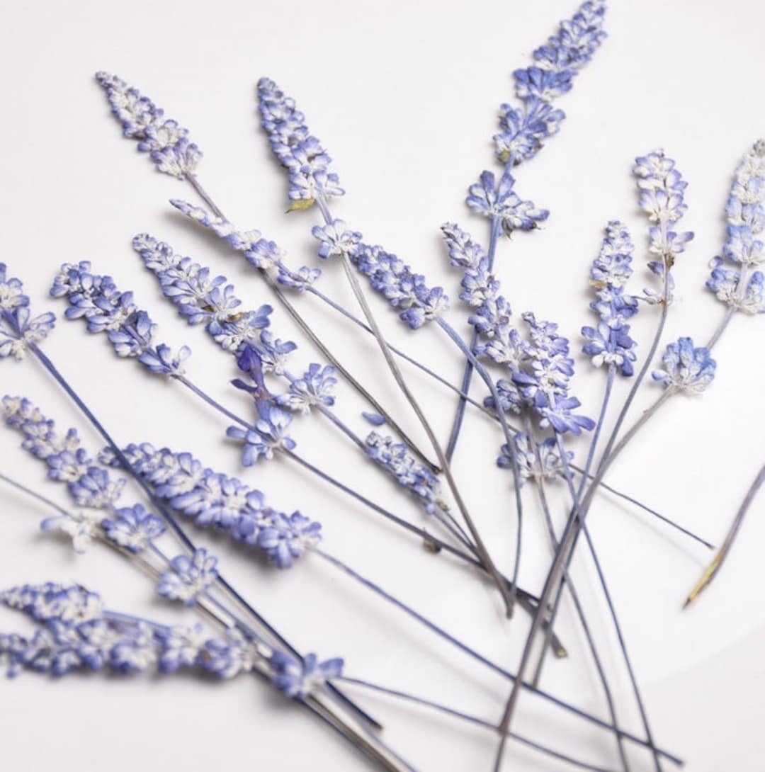 Pressed Flowers,blue White Dried Pressed ,lavender Preserved Pressed ...