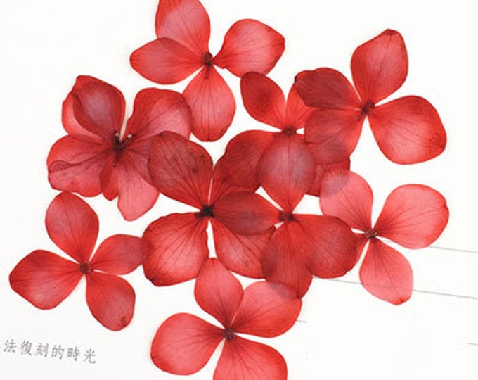 Pressed Flowers6 Pcs/pack Pink Plum Blossom Real Pressed Dry - Etsy