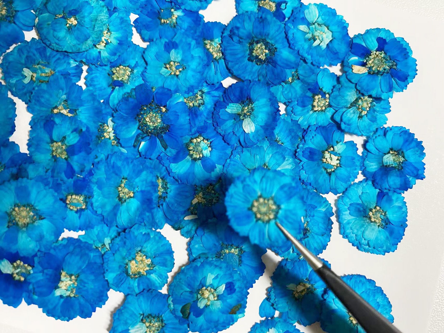 Pressed Flowers,dark Blue Pressed Flowers,12 Pcs/pack,small Blue ...