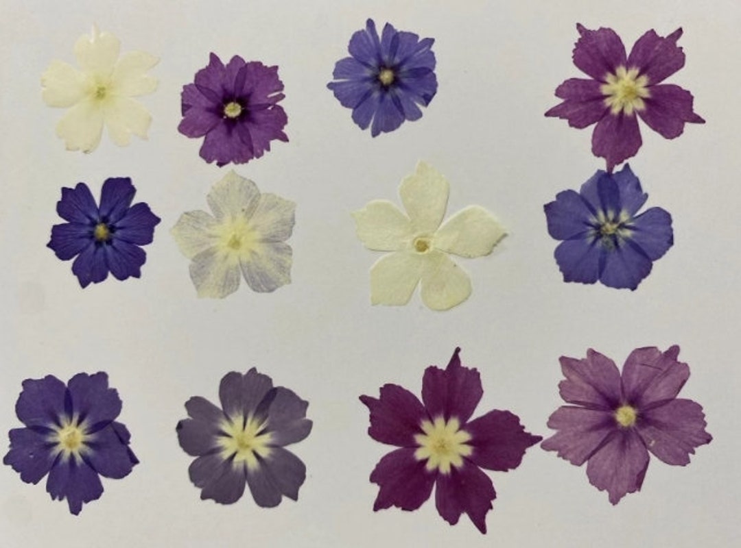 Pressed Flowers,mix Colour 12 Pcs/pack, Pink Purple Phlox Blossom Real ...