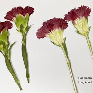 Wine Red Carnation Pressed Flowers Stems,6 Pcs/pack,pressed Dried ...