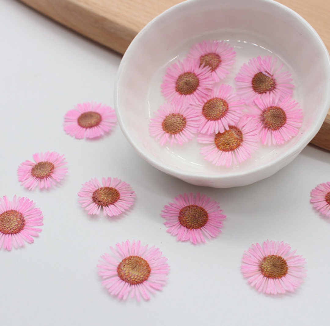 Pink Pressed Chrysanthemum Flowers: Real Dried Wildflowers (12 Pcs) - Etsy