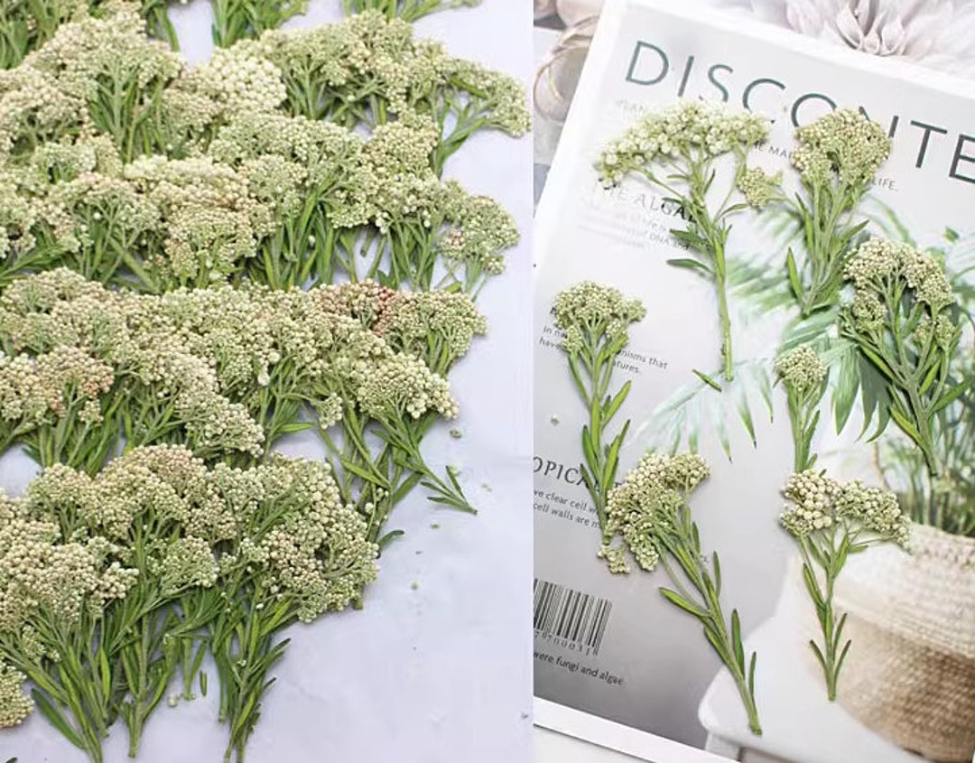 Pressed Flowers,10 Pcs/pack,dry White Flowers,white Dried Pressed ...